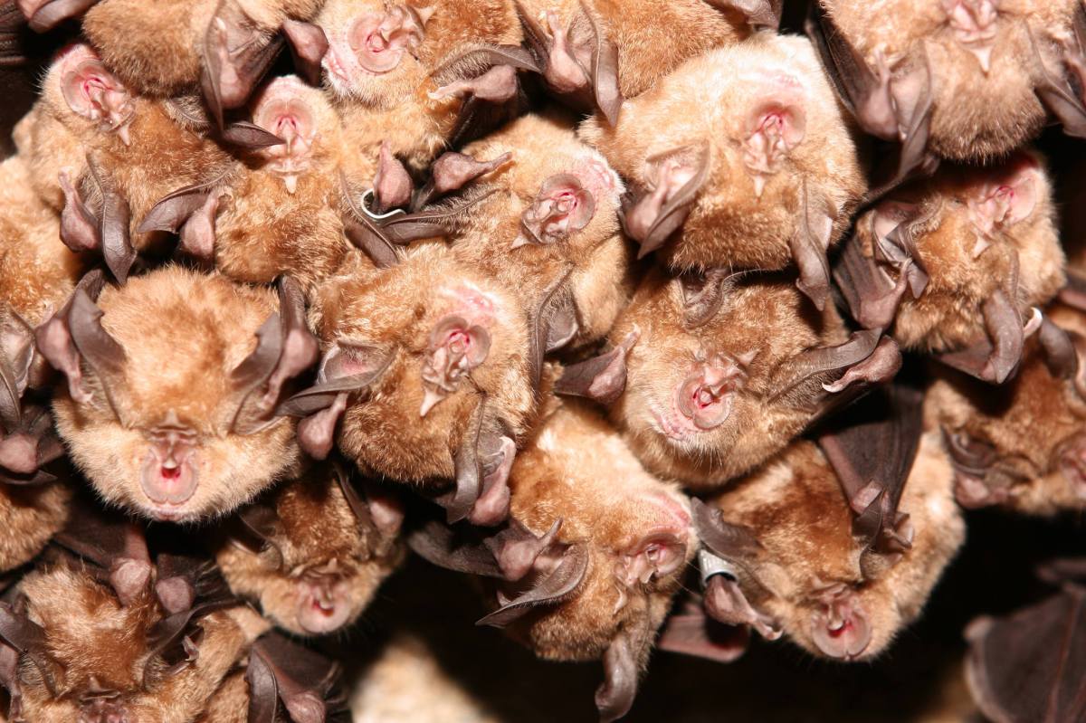Somerset Bat Group – Somerset Bat Group was formed in 1985 to help ...
