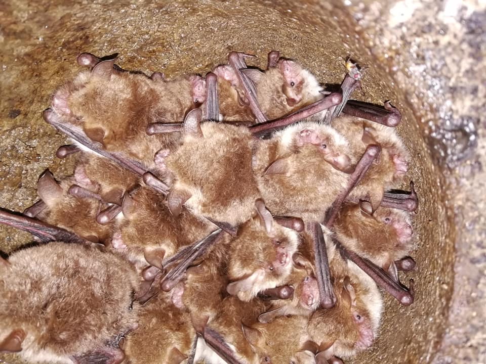 Most common and rarest Bat species in Somerset – Somerset Bat Group