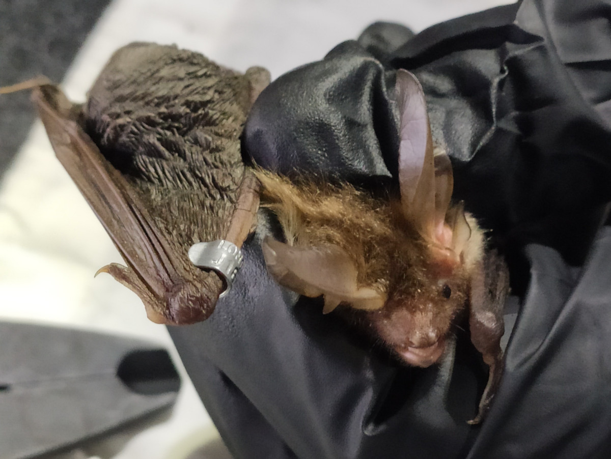 Time to renew your membership, Bechstein’s update, AGM MINUTES – 5May20 ...