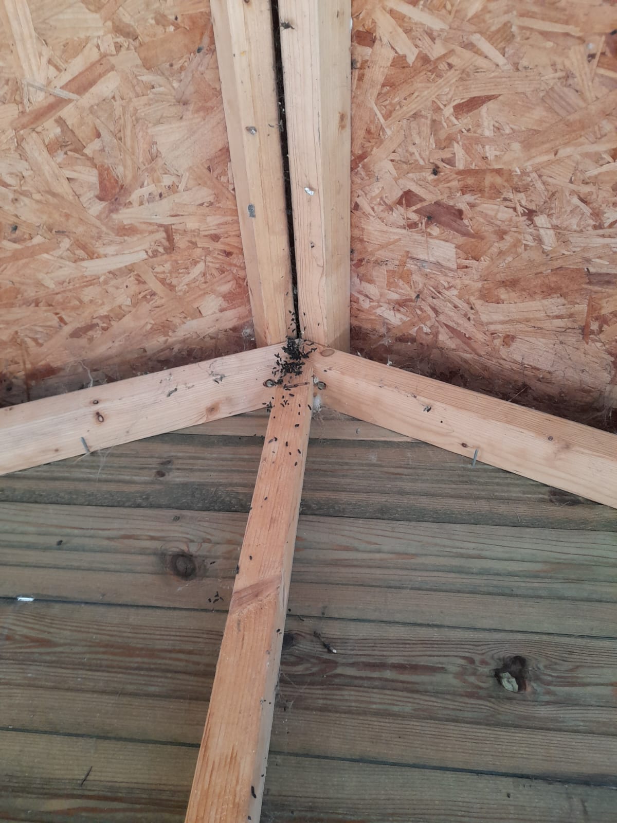 Bat box checks are back – 30Sept22 – Somerset Bat Group