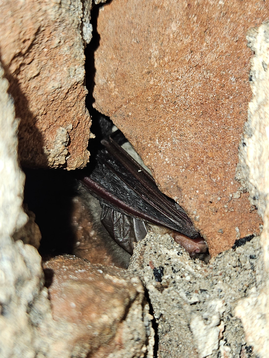Its all about Natterer’s – 2Feb24 – Somerset Bat Group