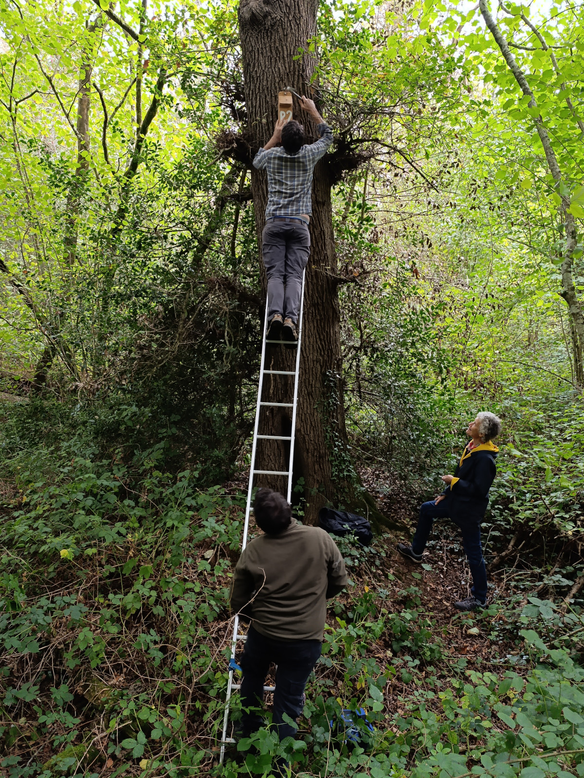 Autumn Bat Box Checks – 3Oct25 – Somerset Bat Group