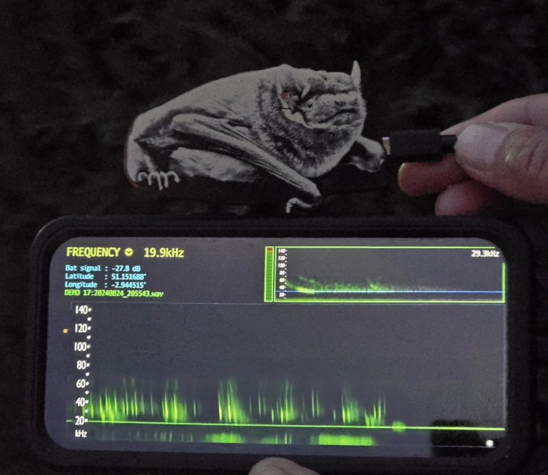 Community Bat Detector Building – 1Nov25 – Somerset Bat Group